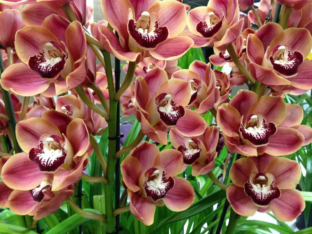 Orquidea Cymbidium Las Orquideas