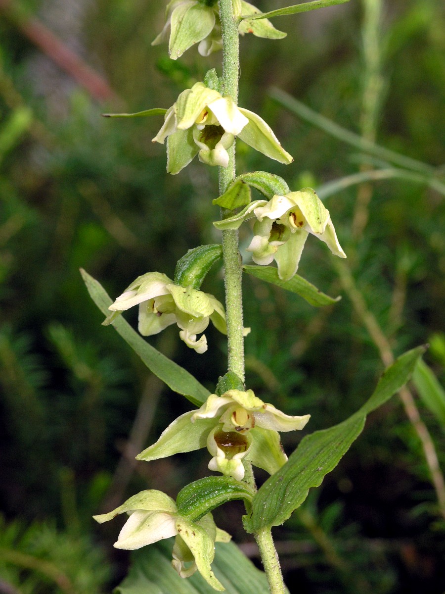 Epipactis helleborine Las Orquideas