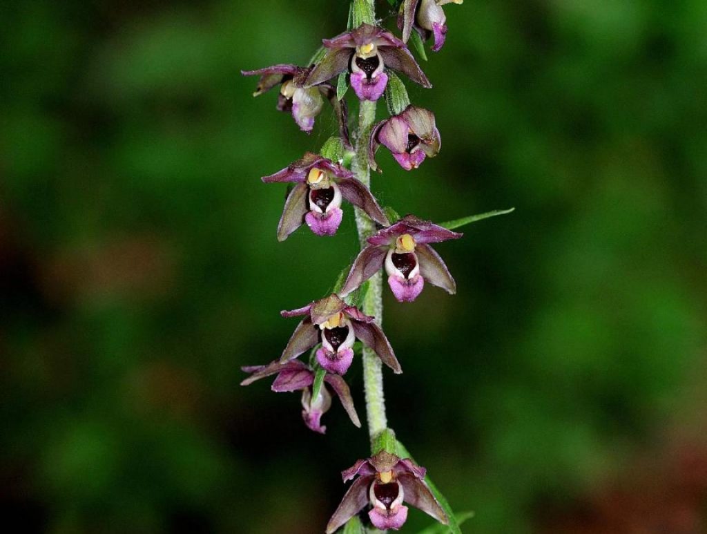 Epipactis helleborine Las Orquideas