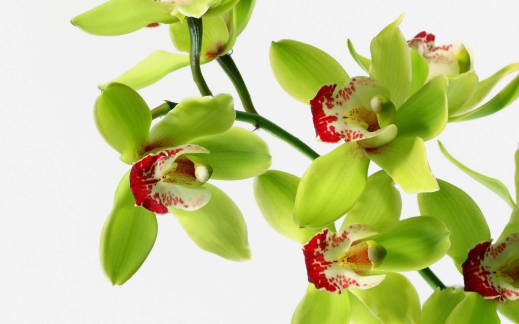 Orquídeas verdes Las Orquideas