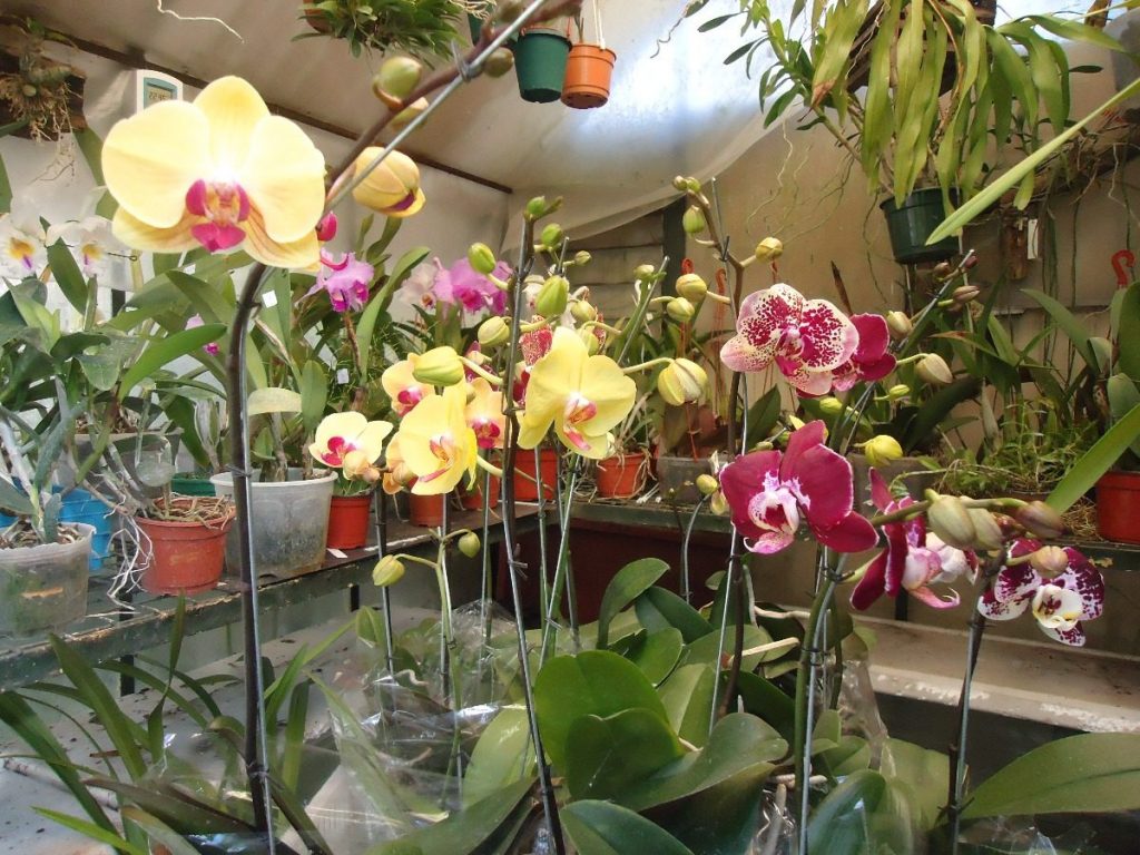 Por colores ???? Las Orquideas