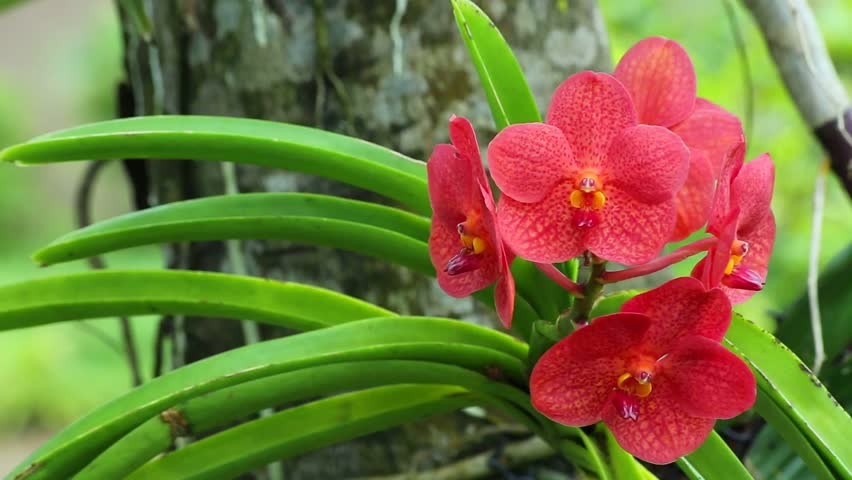 Por colores ???? Las Orquideas