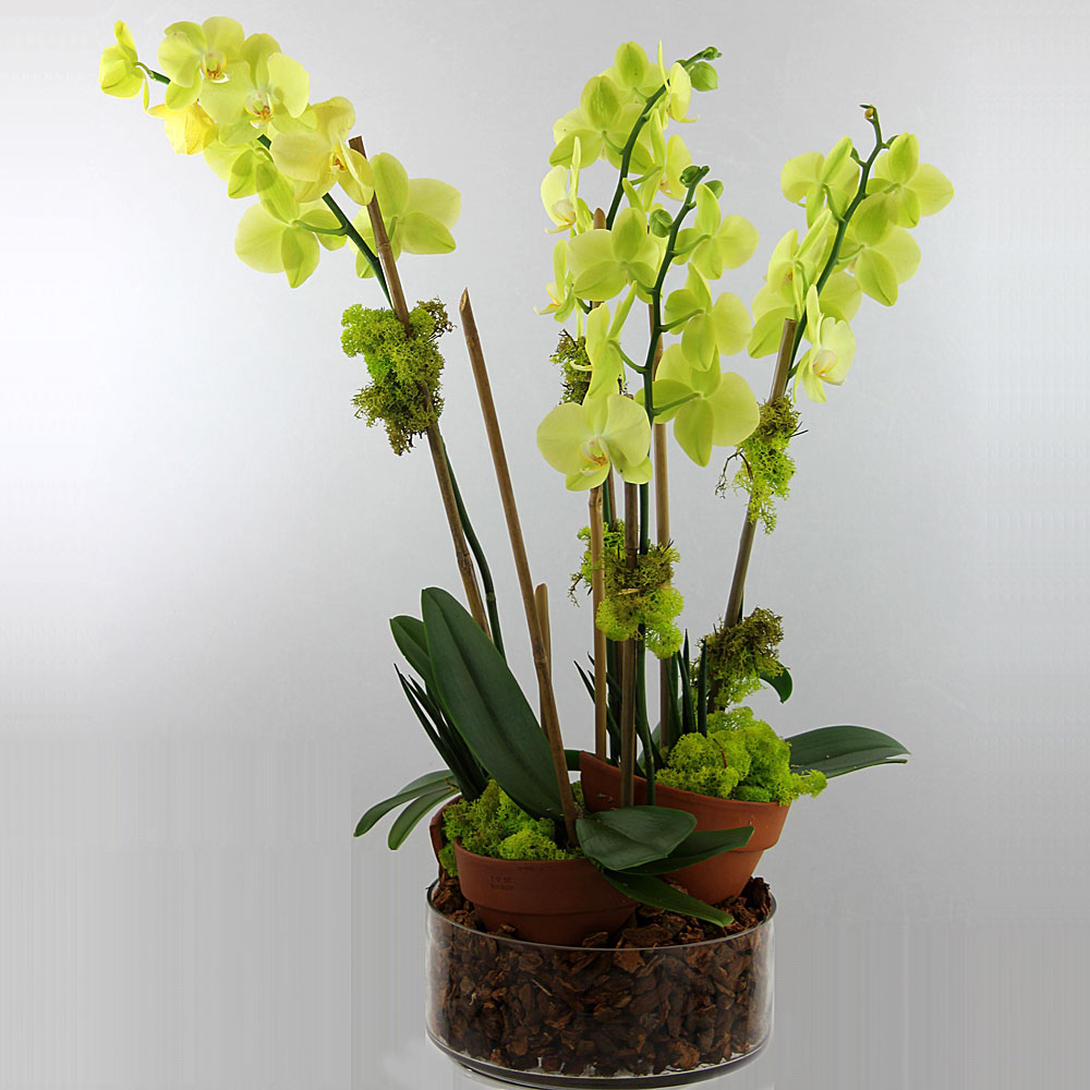 Orquídeas verdes Las Orquideas