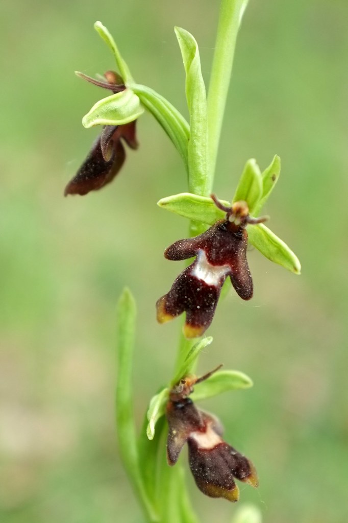 Las 3 orquídeas más raras del mundo Las Orquideas
